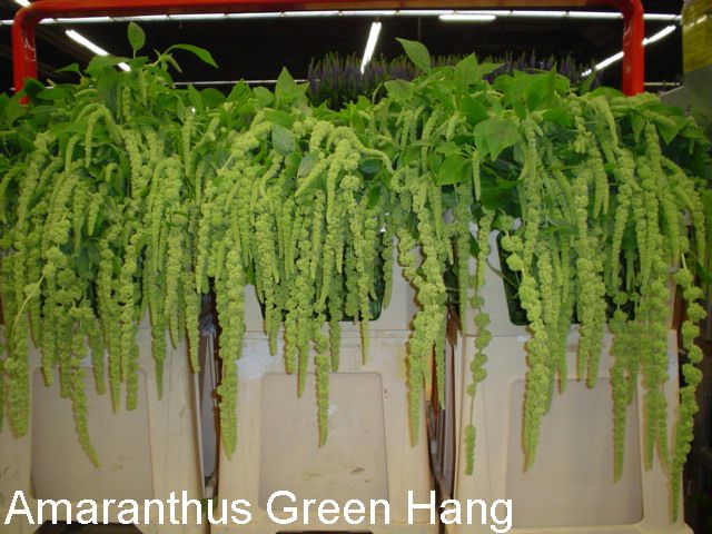 Plante de interior Amaranthus, Dragoste-Minciuni-Sângerare, Kiwicha ...