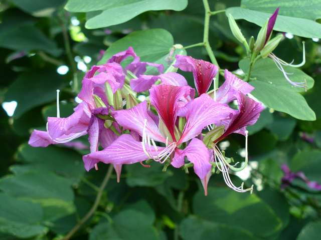 Sobne biljke Orhideja Stablo Cvijet (Bauhinia) foto, karakteristike i ...